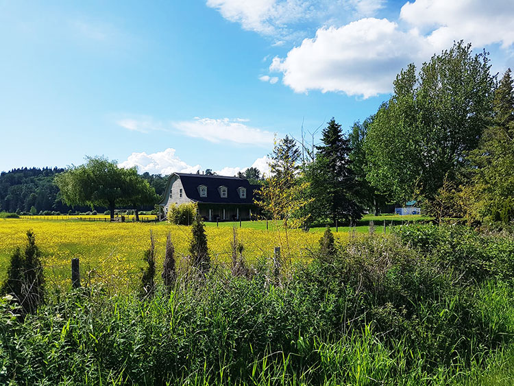 White Rock Sun - [ Main ]